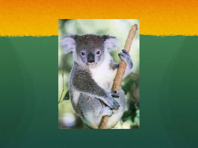 Australian animals powerpoint | PPTX