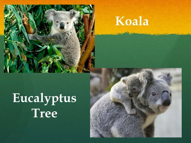 Australian animals powerpoint | PPTX