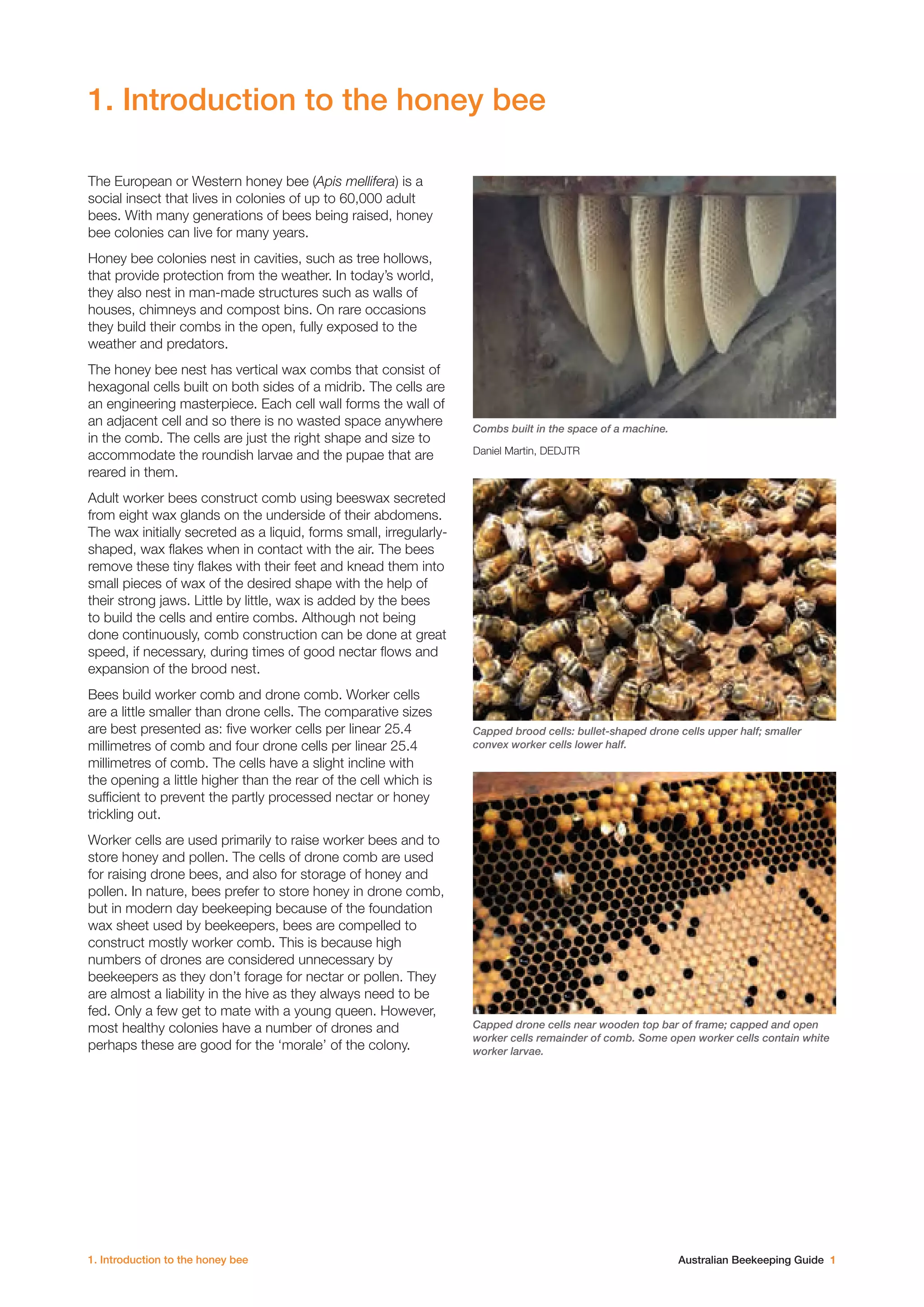 Australian beekeeping guide | PDF