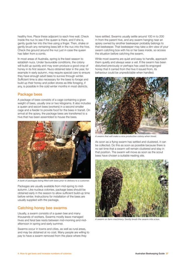 Australian beekeeping guide | PDF
