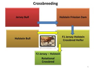 Australian Jersey x Holstein Crossbreds and Australian Friesian Sahiwal ...