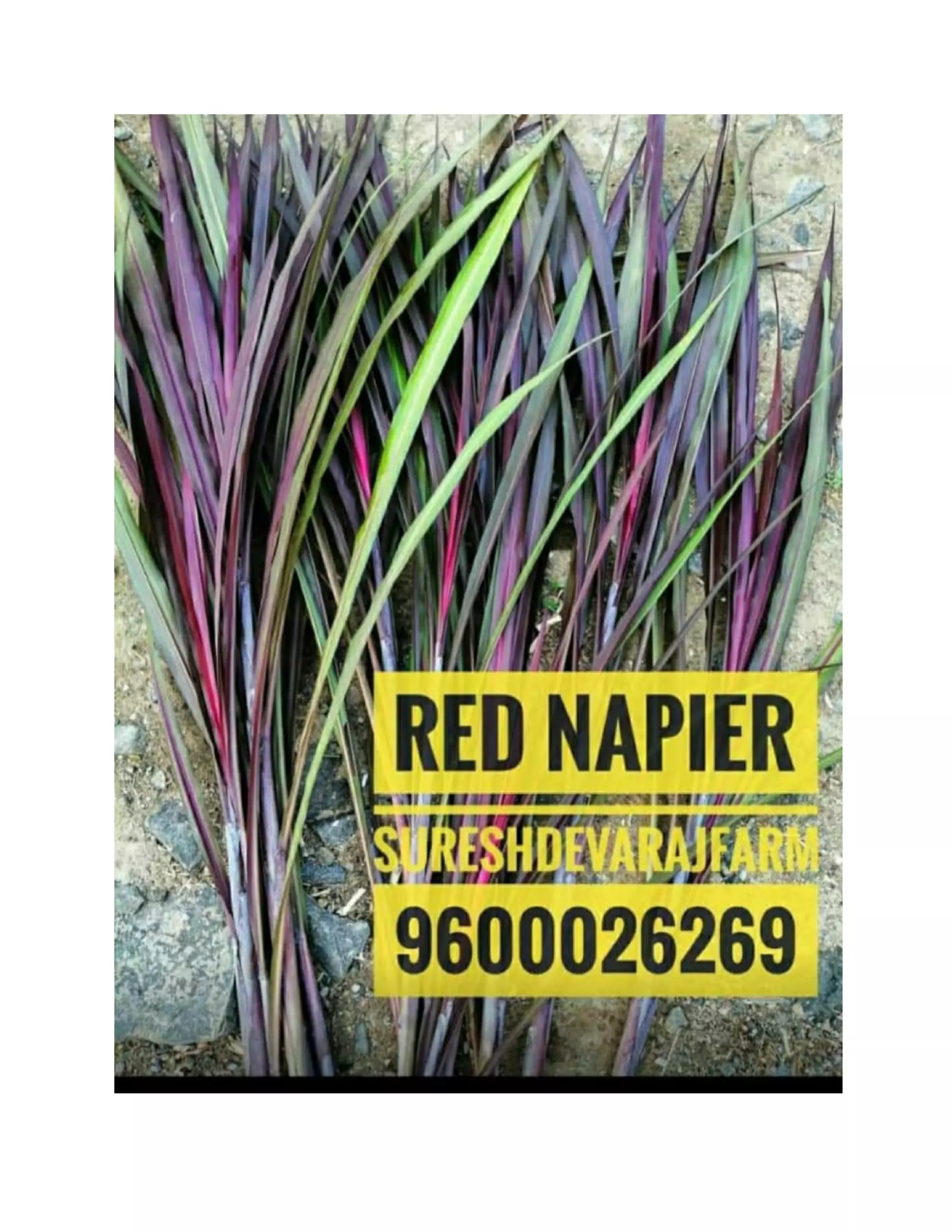 australian red napier.pdf