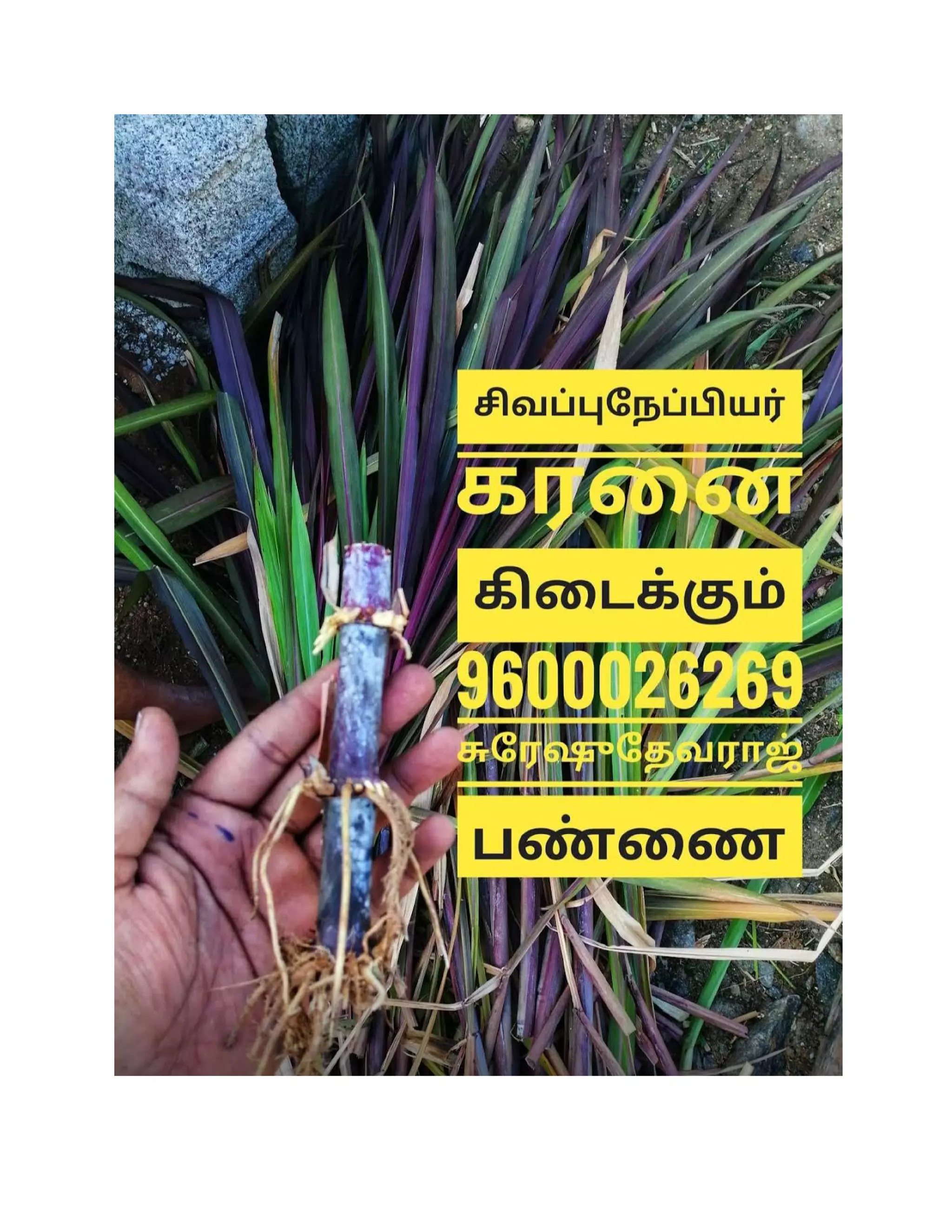 australian red napier.pdf