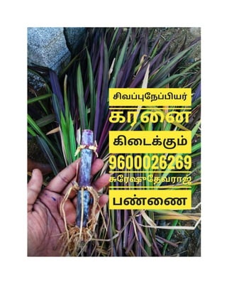 australian red napier.pdf