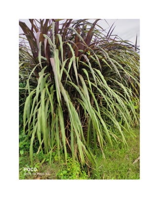 australian red napier.pdf