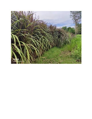 australian red napier.pdf