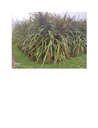 australian red napier.pdf