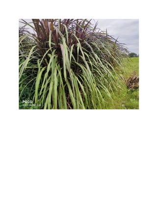 australian red napier.pdf