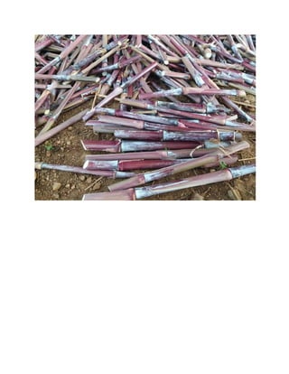 australian red napier.pdf