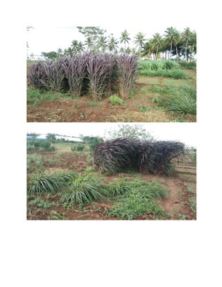 australian red napier.pdf