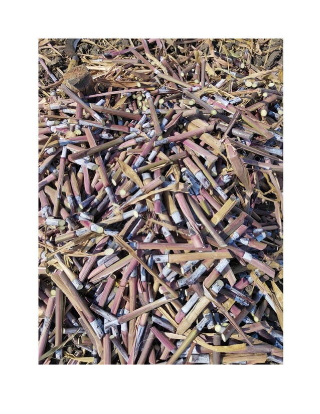 australian red napier.pdf