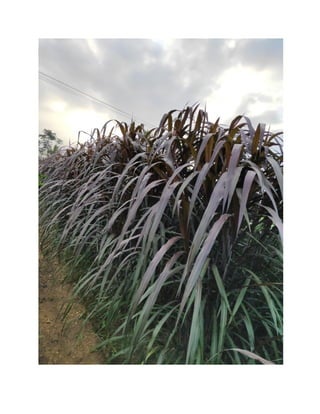 australian red napier.pdf