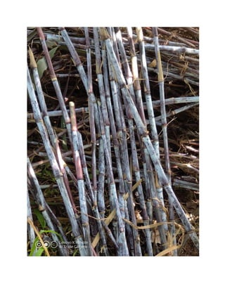 australian red napier.pdf