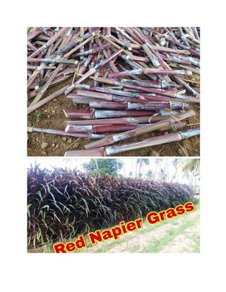 australian red napier.pdf