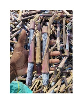 australian red napier.pdf