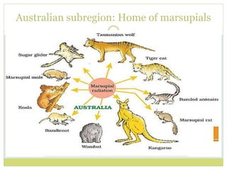 Australian Marsupials Adaptive Radiation
