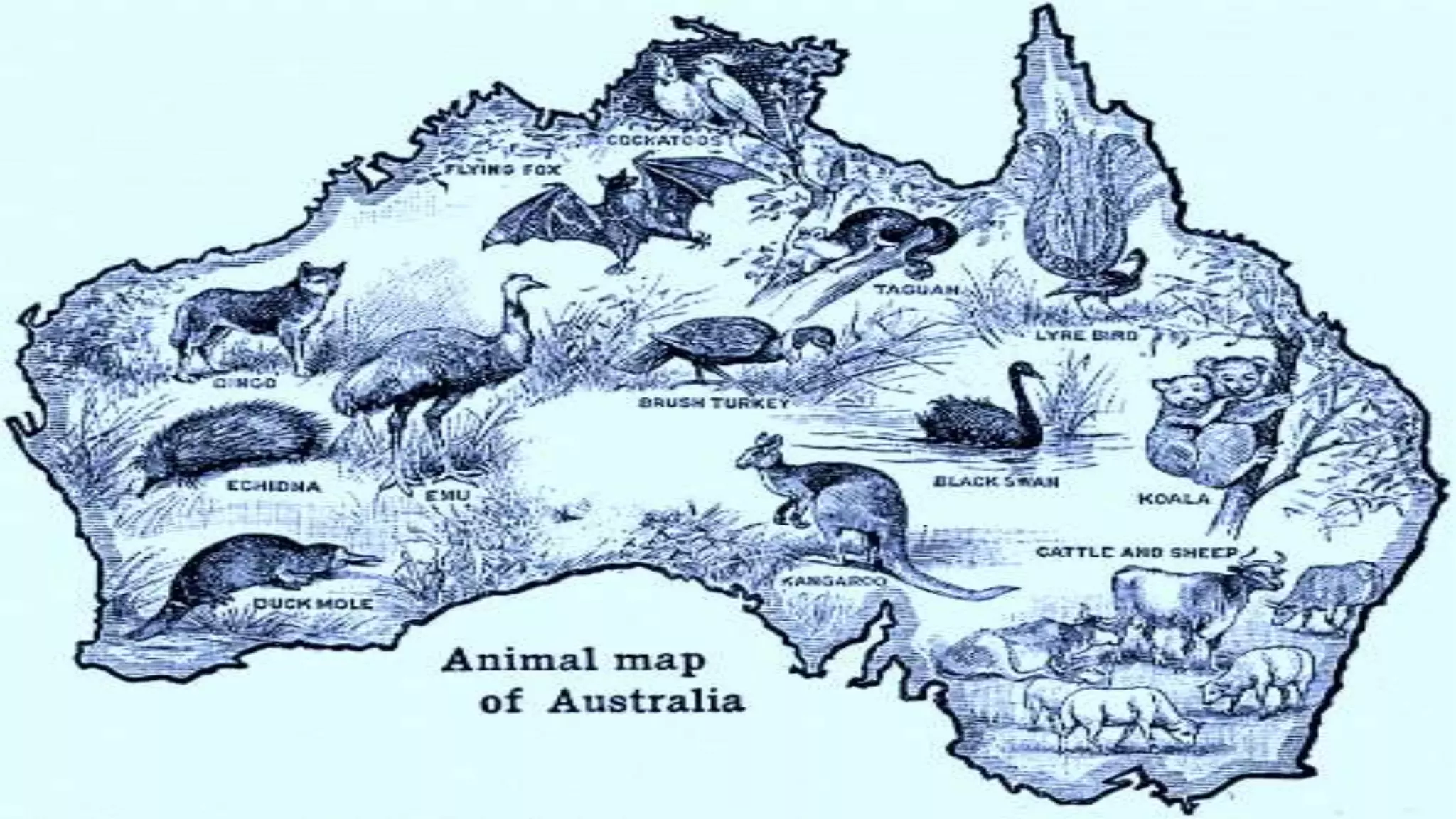 Australian region,one of the zoogeographical realms | PPTX
