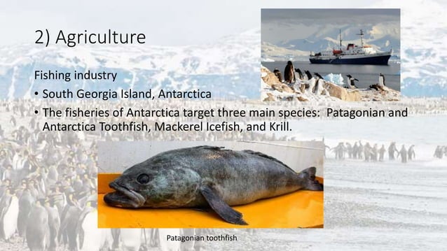 Region 8 AUSTRALIA, OCEANIA AND ANTARTICA | PPT
