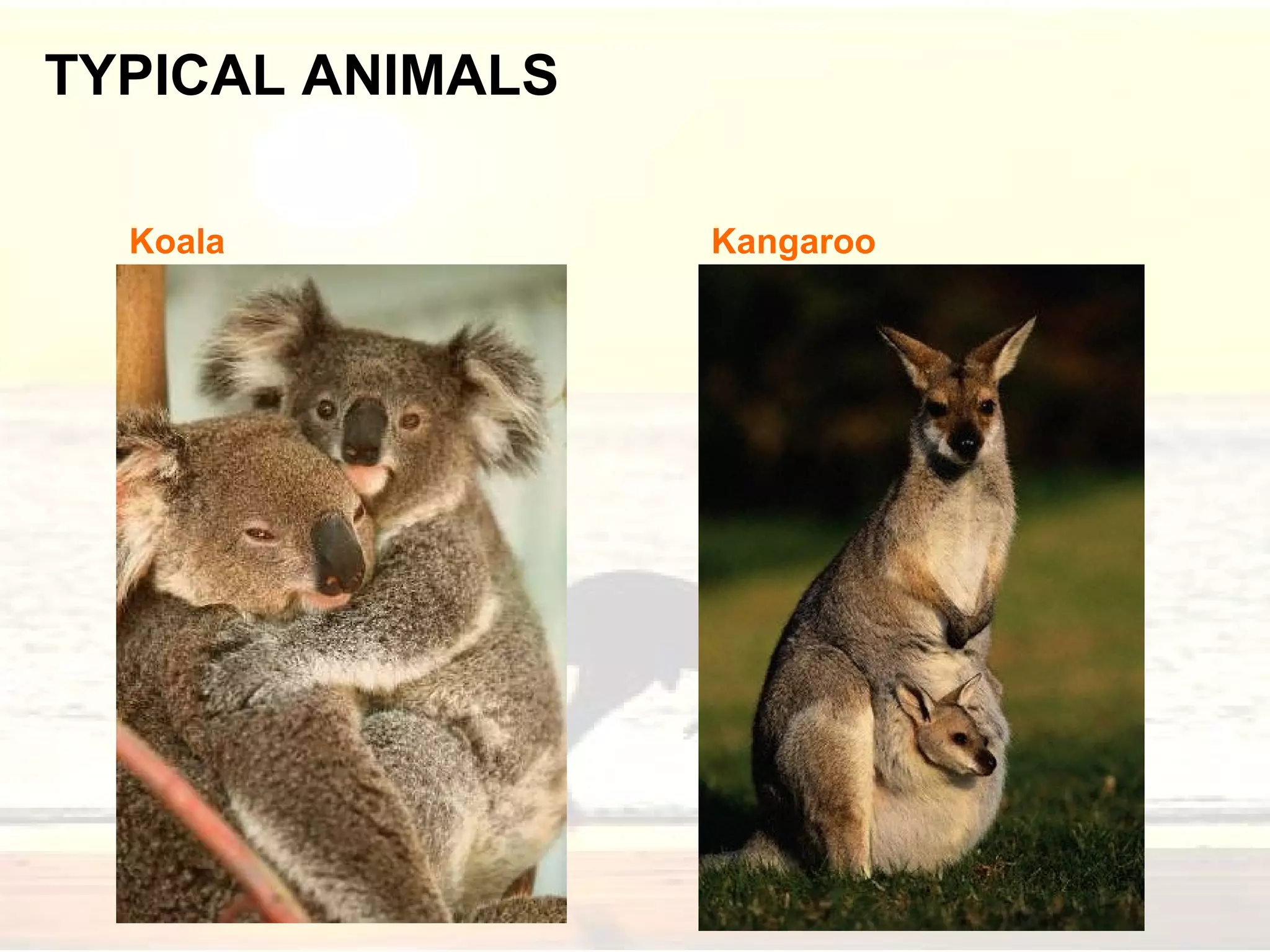 Australia presentation | PPT
