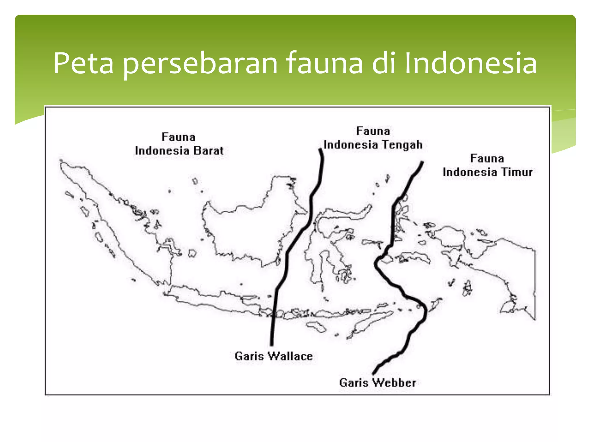 Flora dan Fauna Australis | PPTX