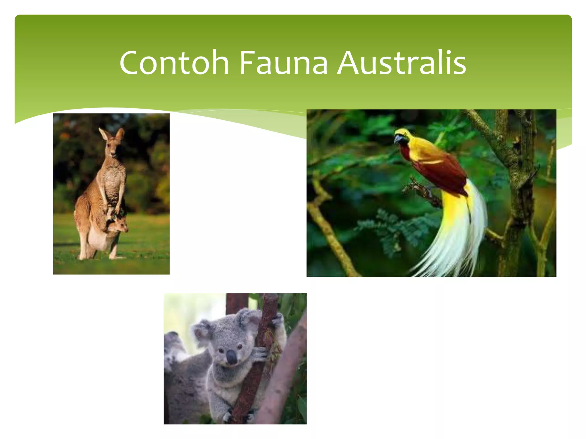 Flora dan Fauna Australis | PPTX