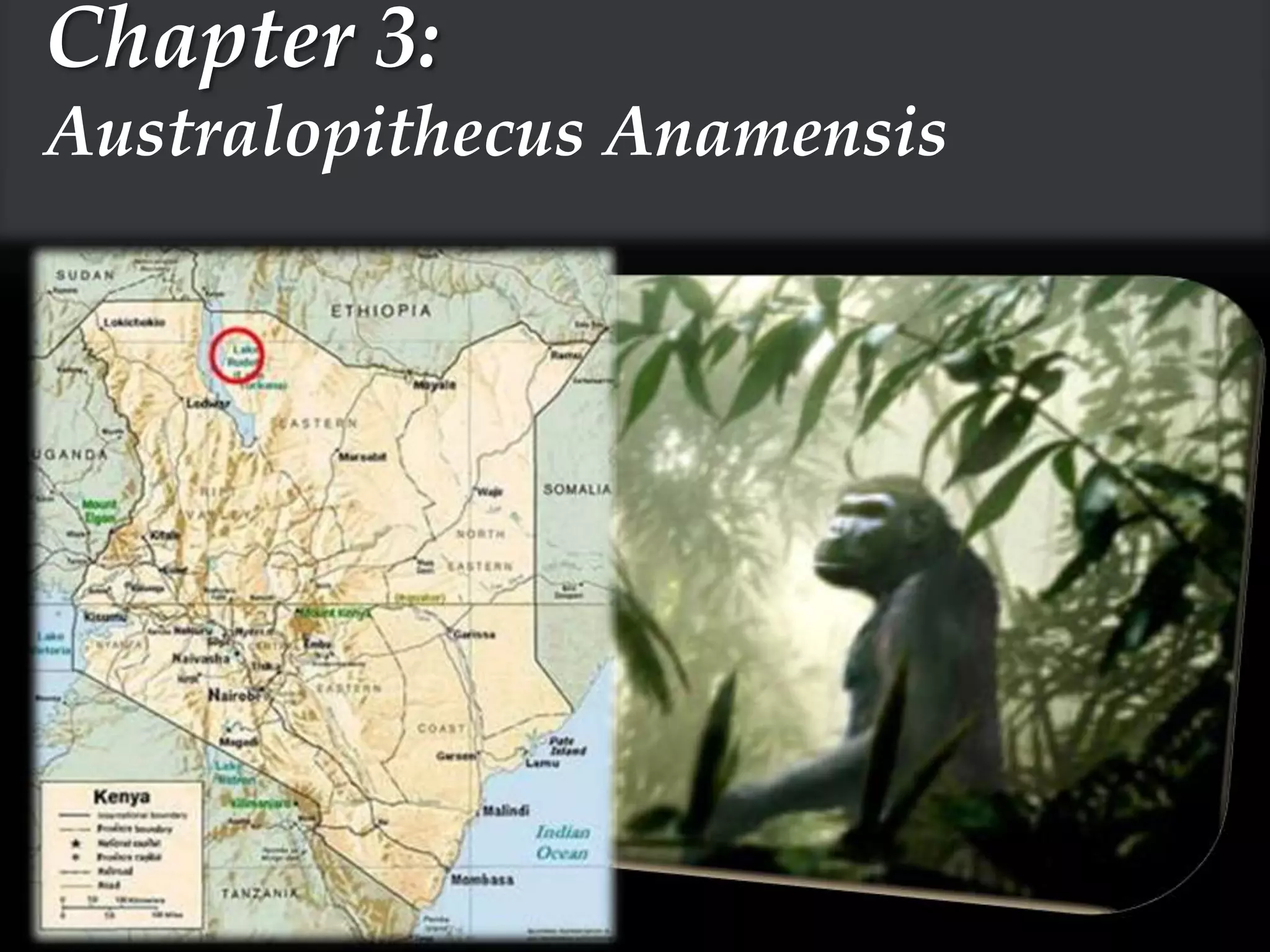 Australopithecines | PPTX