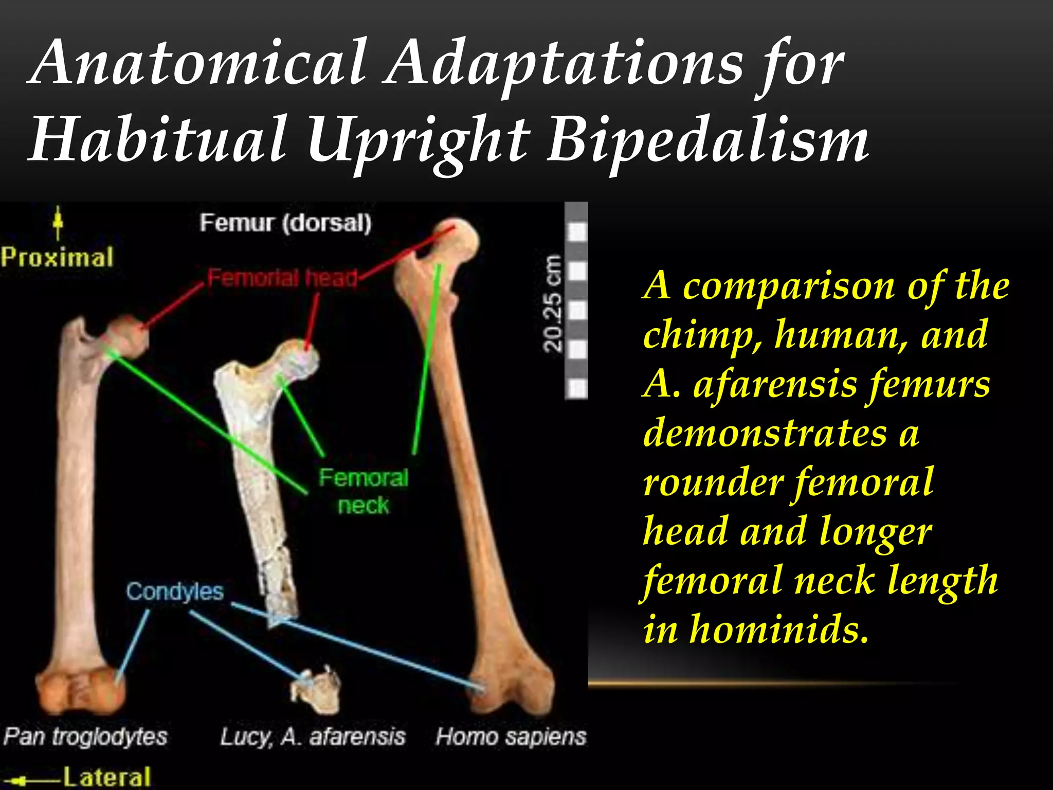Australopithecines | PPTX