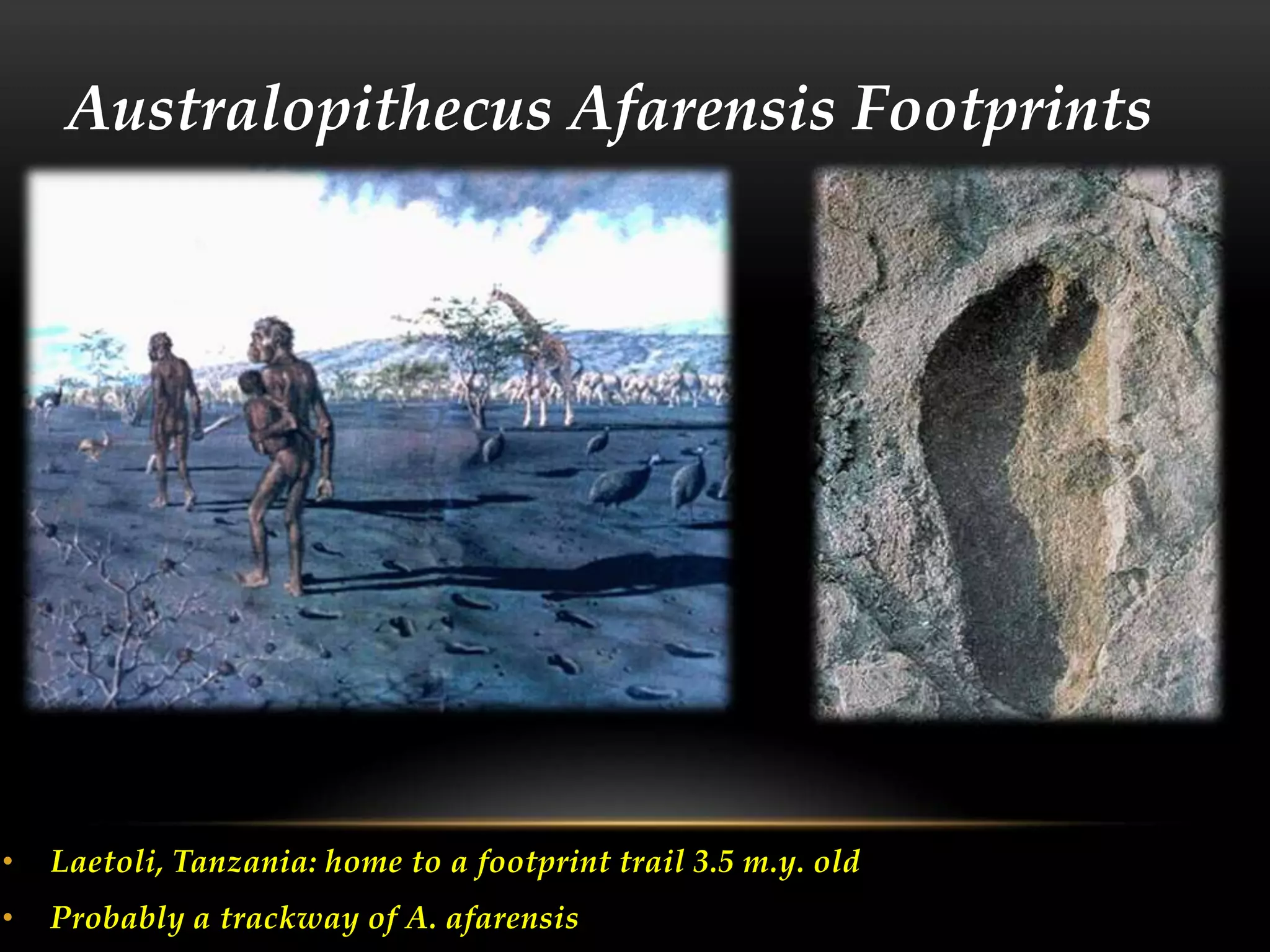 Australopithecines | PPTX