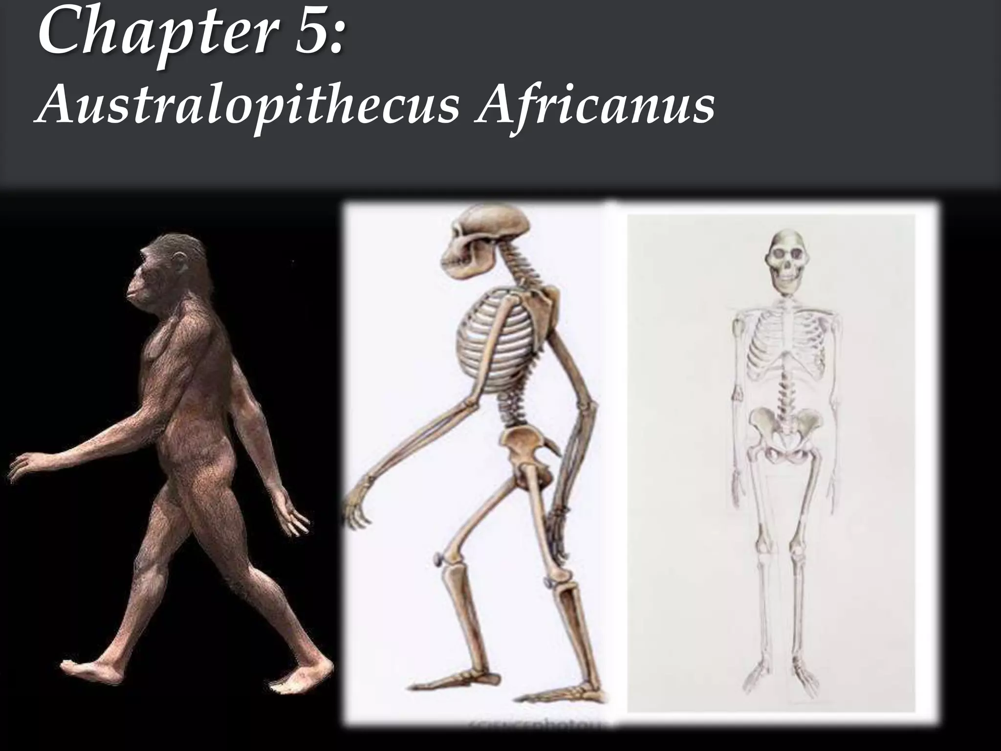 Australopithecines | PPTX