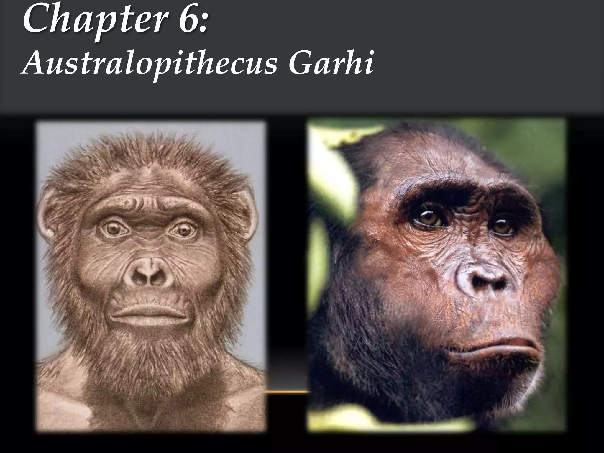 Australopithecines | PPTX