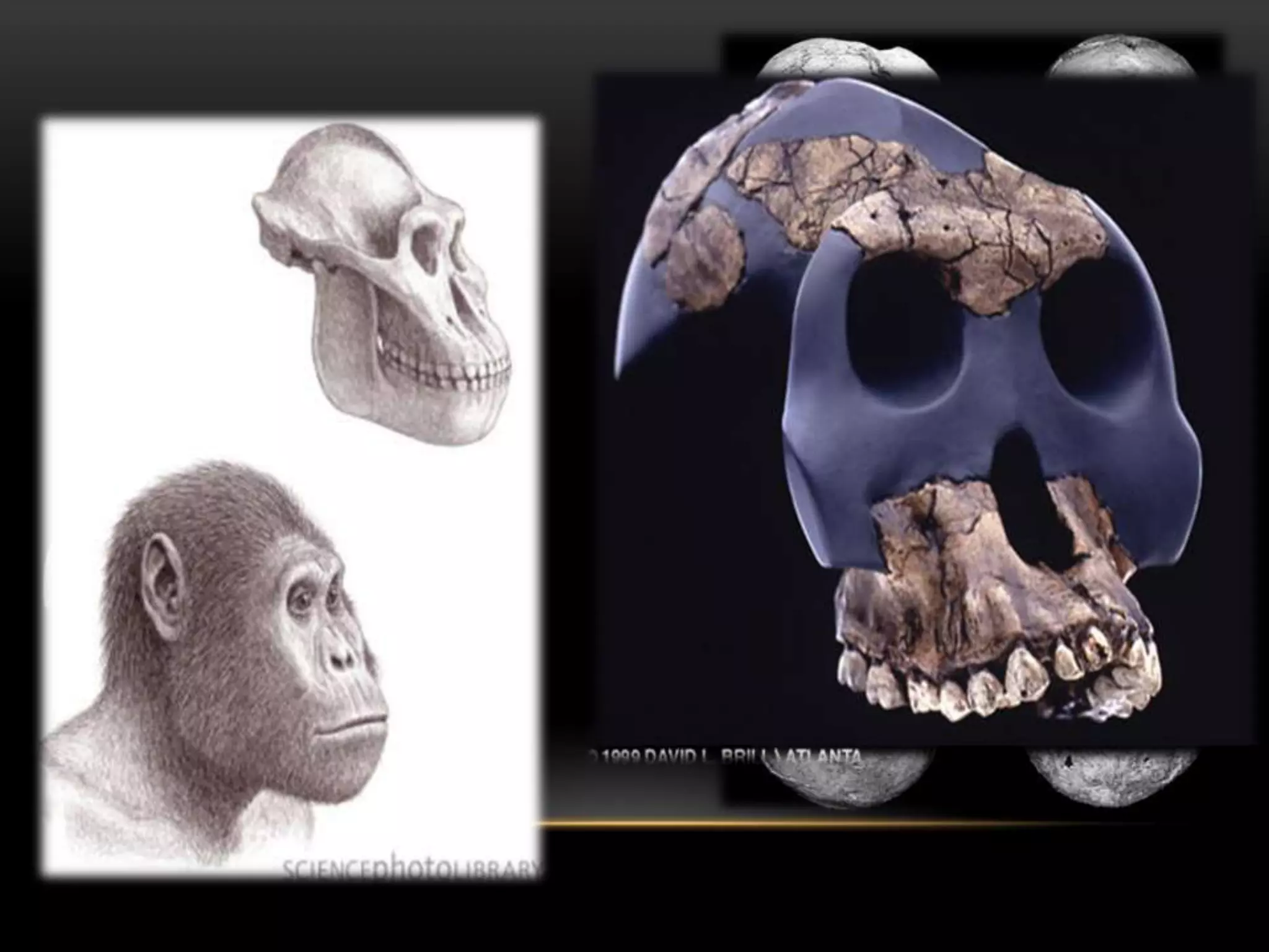 Australopithecines | PPTX