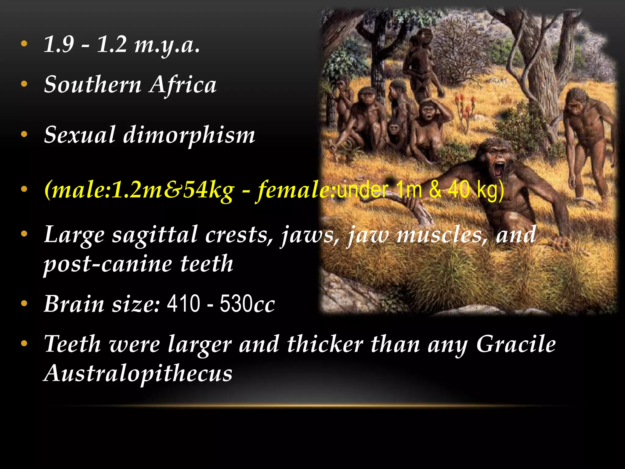 Australopithecines | PPTX