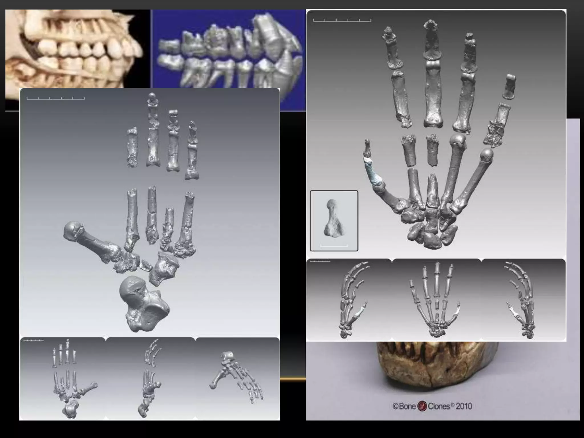 Australopithecines | PPTX