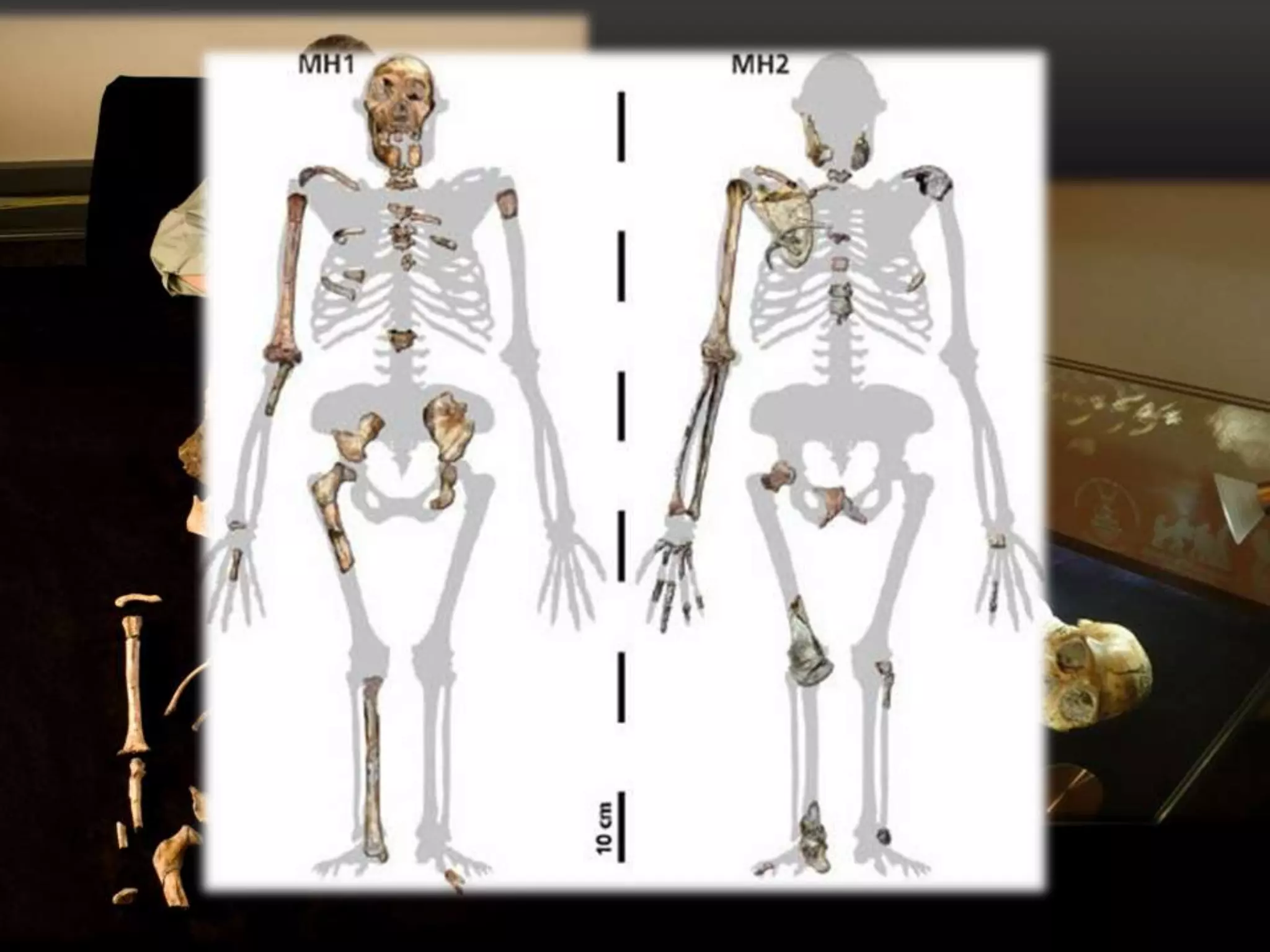 Australopithecines | PPTX