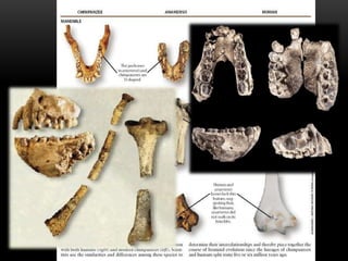Australopithecines | PPTX