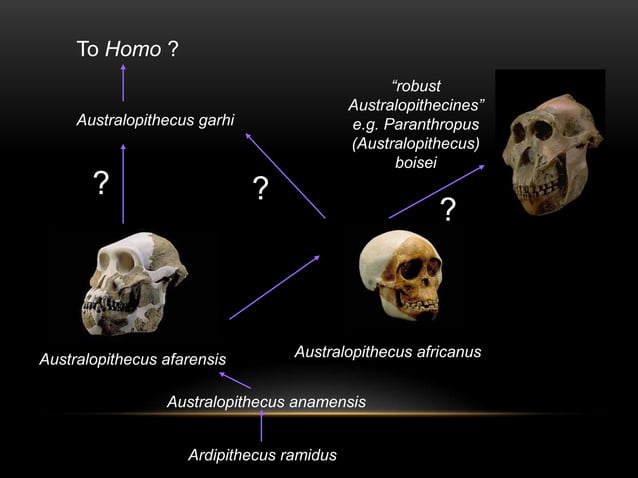 Australopithecines | PPTX | Zoos & Aquariums | Attractions