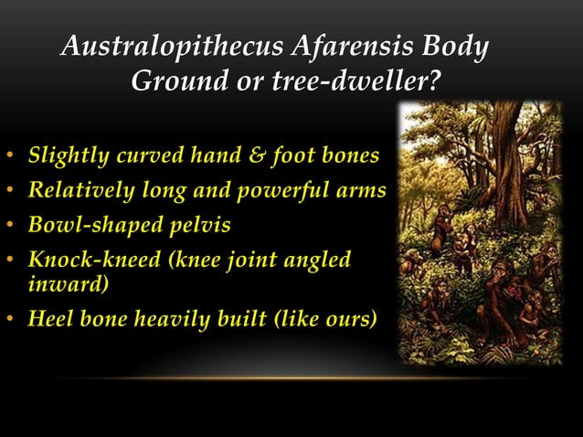 Australopithecines | PPTX | Zoos & Aquariums | Attractions