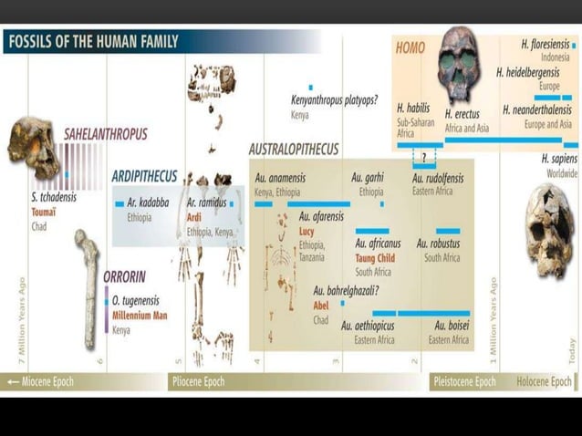 Australopithecines | PPTX | Zoos & Aquariums | Attractions