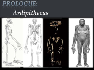 Australopithecines | PPTX
