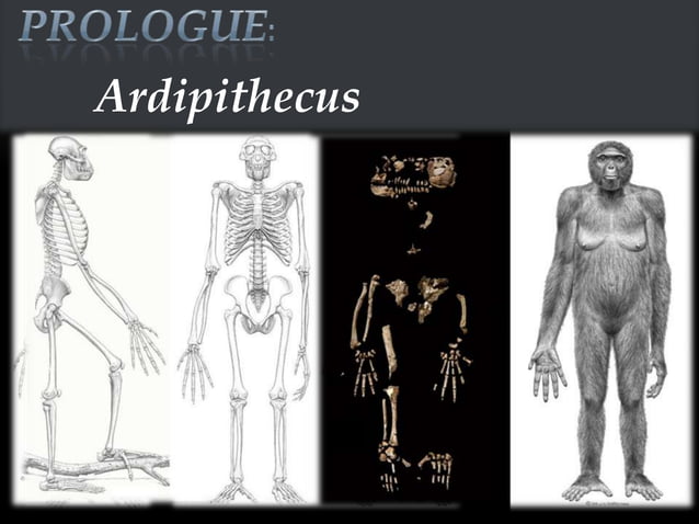 Australopithecines | PPTX | Zoos & Aquariums | Attractions