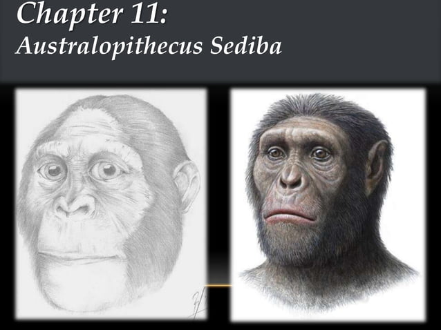 Australopithecines | PPTX | Zoos & Aquariums | Attractions