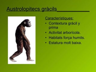 Australopithecus | PPT