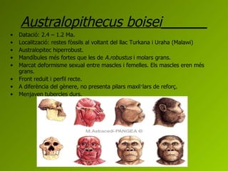 Australopithecus | PPT