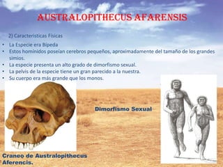Australopithecus | PPTX