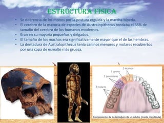 Australopithecus | PPTX