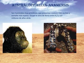 Australopithecus | PPTX