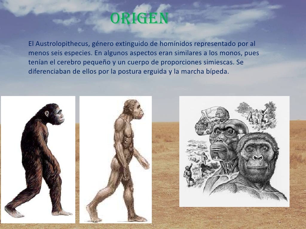 Australopithecus