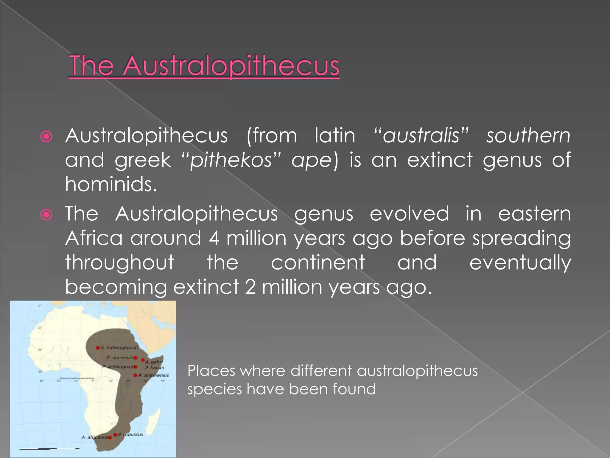 Australopithecus | PPTX