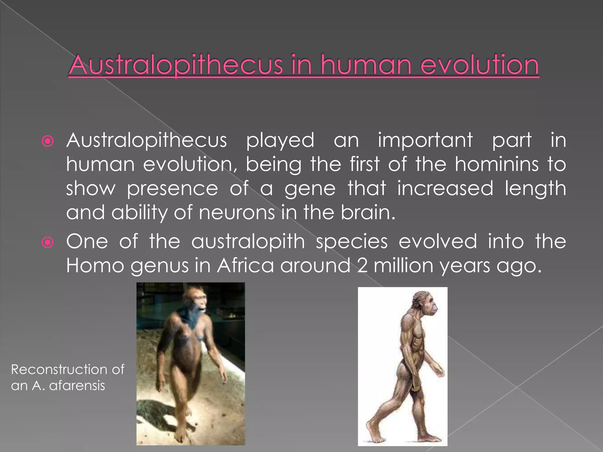 Australopithecus Pptx