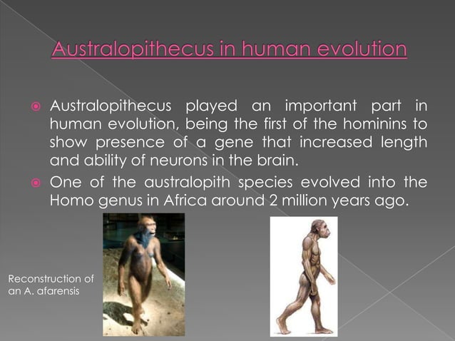 Australopithecus | PPTX